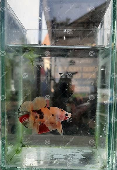 Nemo Type Betta Fish with Nearly Perfect Color Mutations Stock Image ...