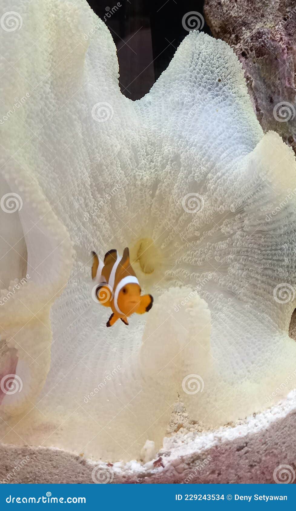 Nemo 2 stock photo. Image of plant, flower, organ, nemo - 229243534