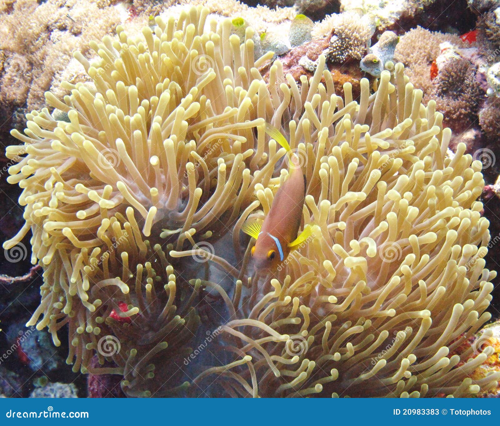 Nemone fish stock image. Image of false, green, flower - 20983383