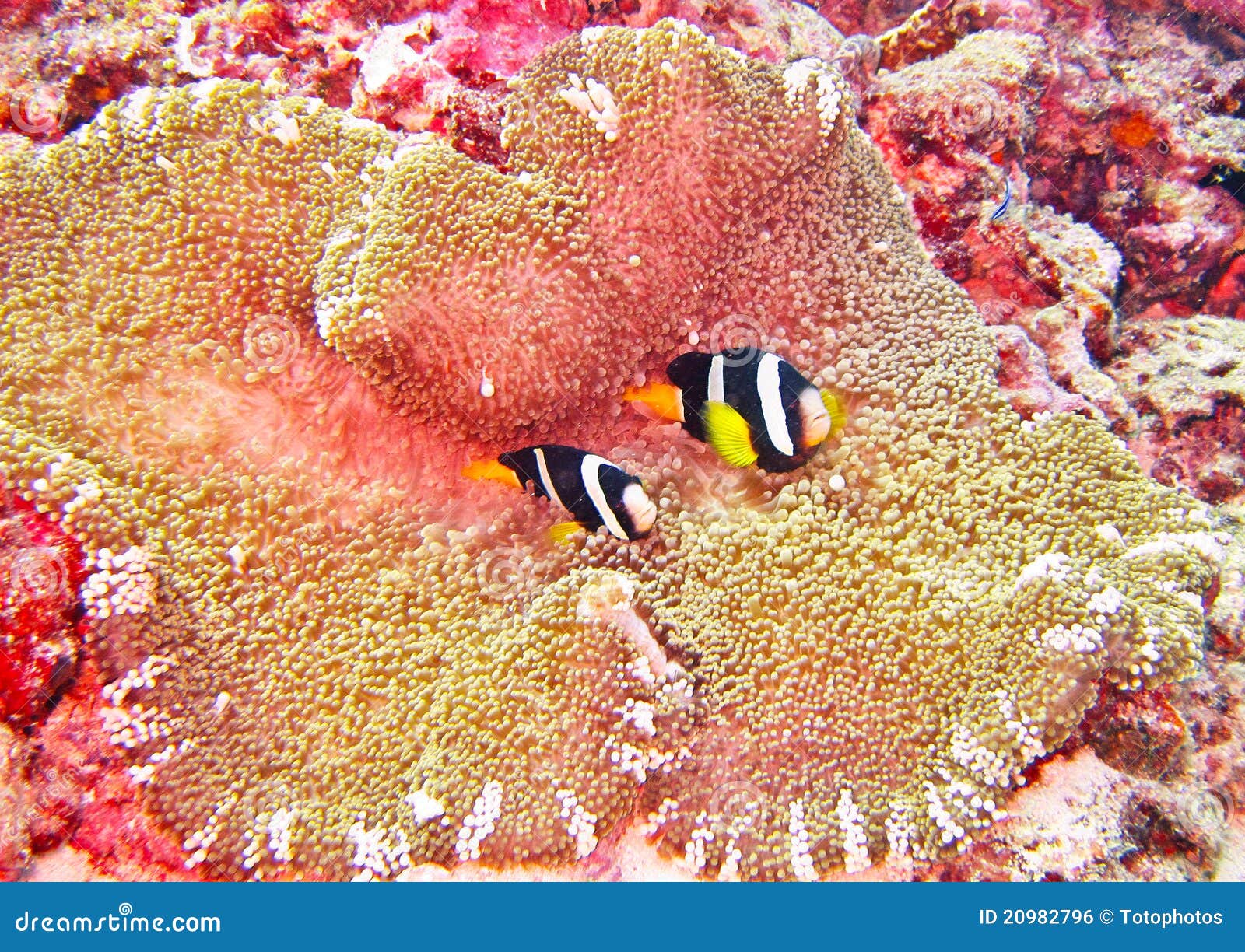 Nemone fish with anemone stock photo. Image of anemonefish - 20982796
