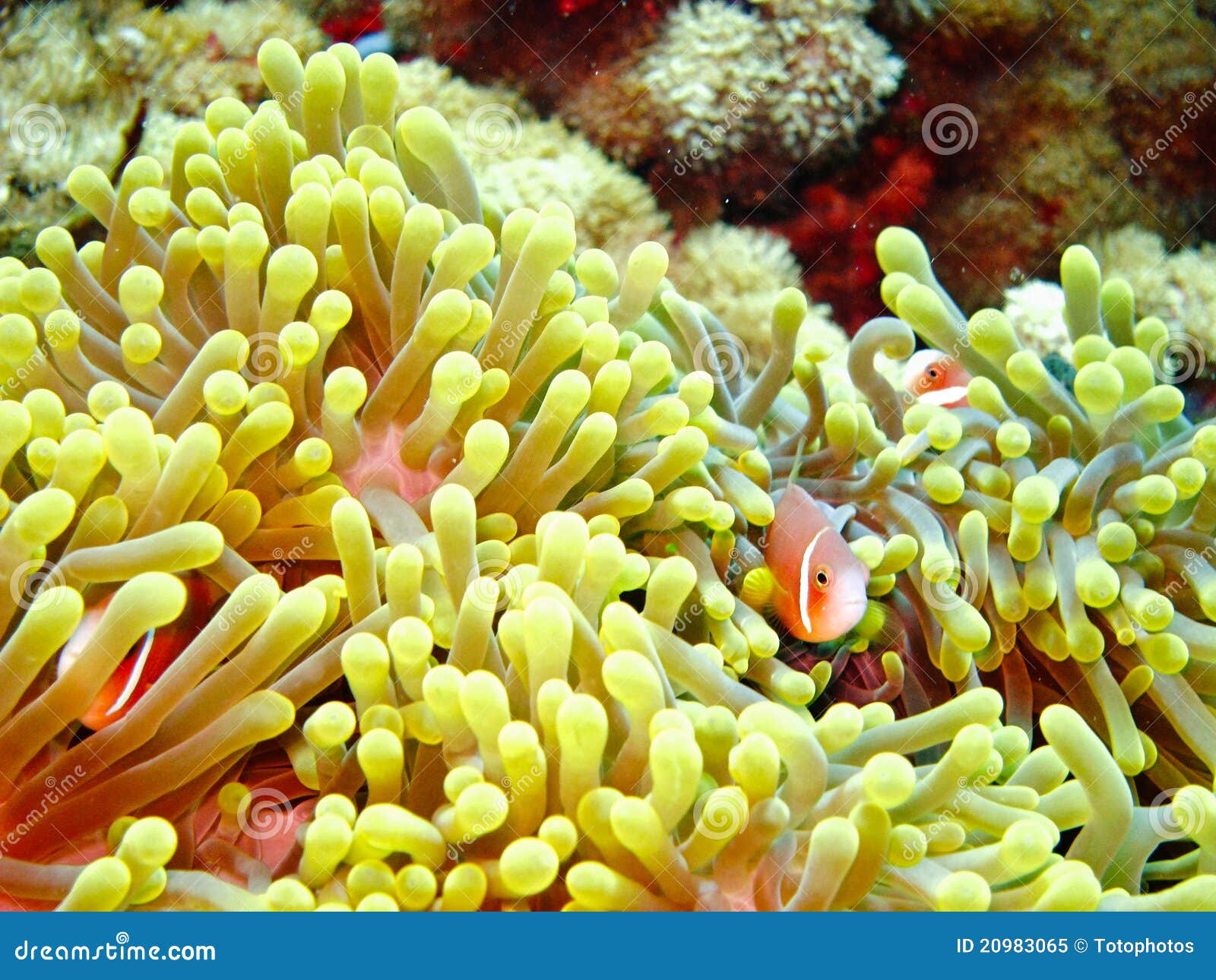 Nemone fish with anemone stock image. Image of live, false - 20983065