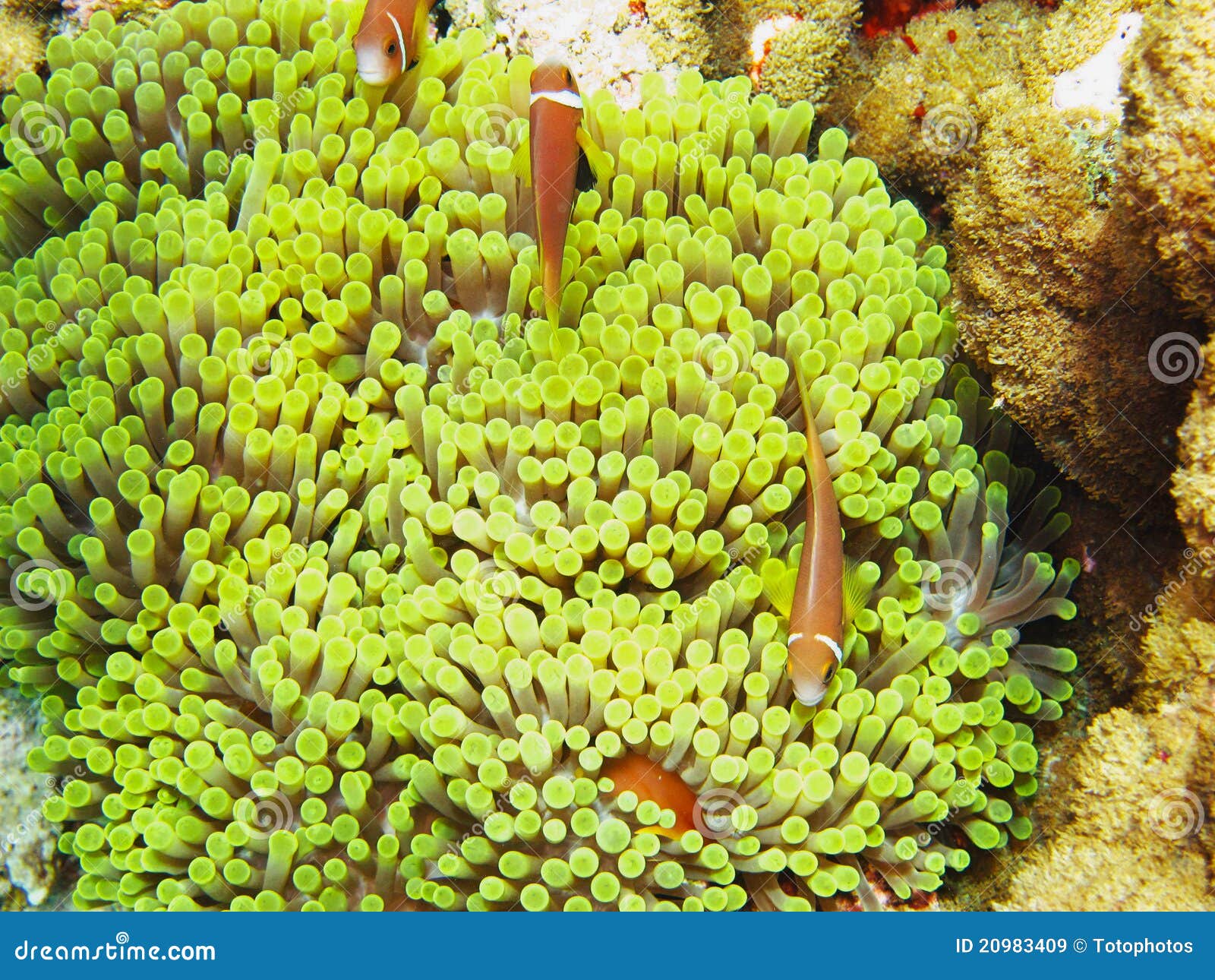 Nemone fish groupe stock image. Image of nemo, indian - 20983409