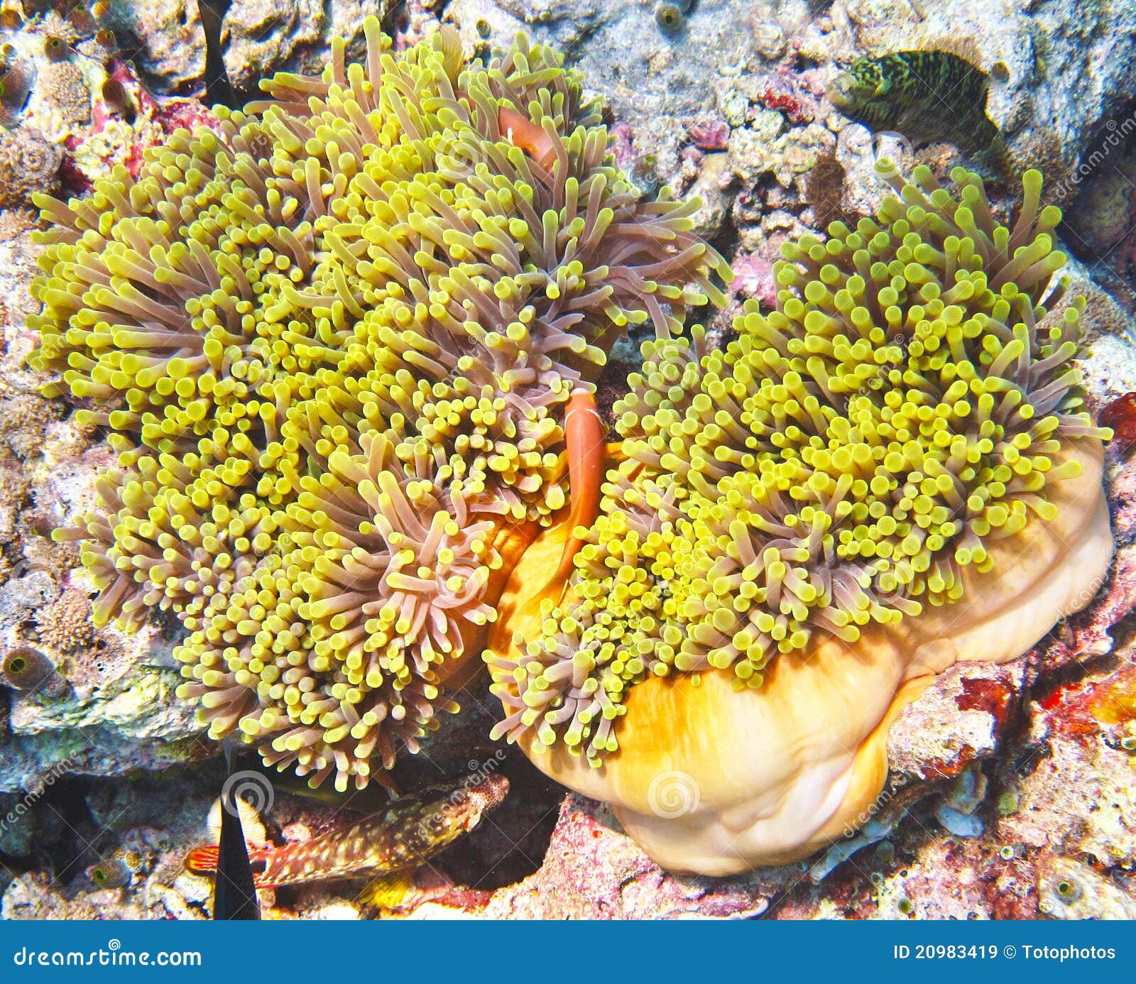 Nemone fishs stock image. Image of clown, hawaii, fish - 20983419