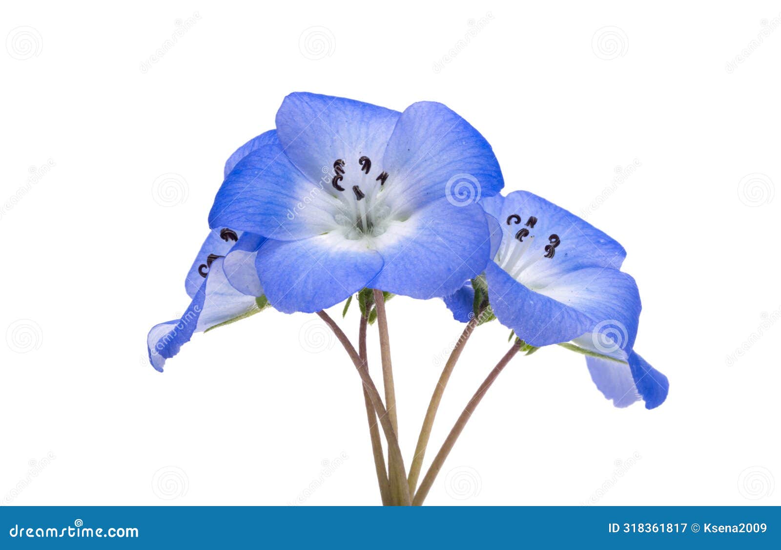 Nemophila flowers isolated stock image. Image of petal - 318361817