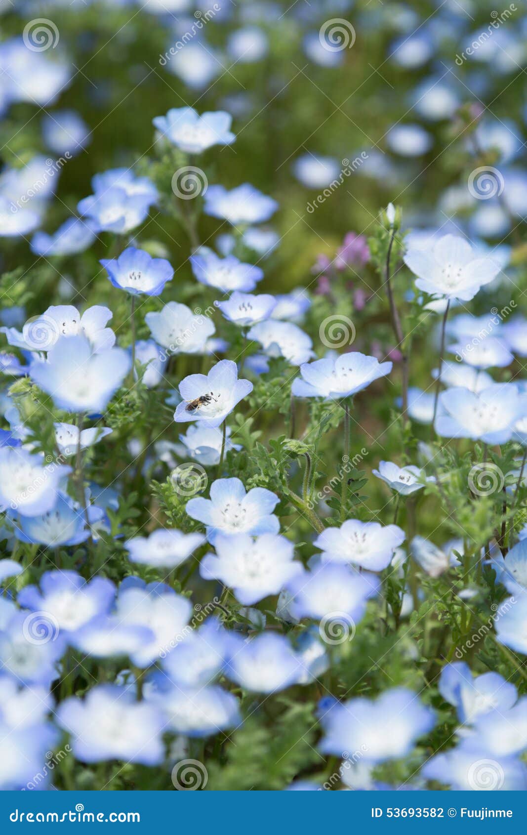 Nemophila stock photo. Image of nature, seasonal, light - 53693582