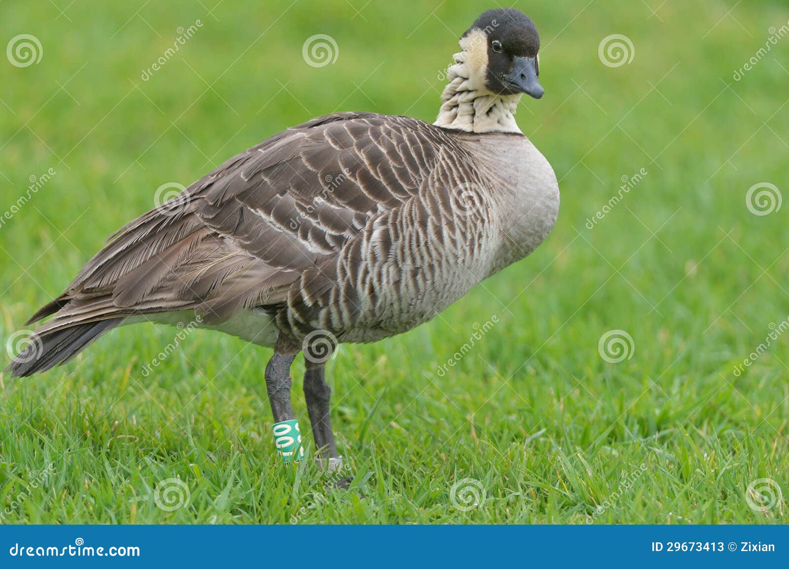 Nene stock image. Image of natural, nene, wildlife, goose - 29673413