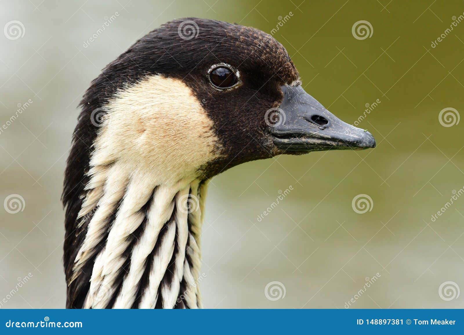 Nene branta sandvicensis stock image. Image of head - 148897381