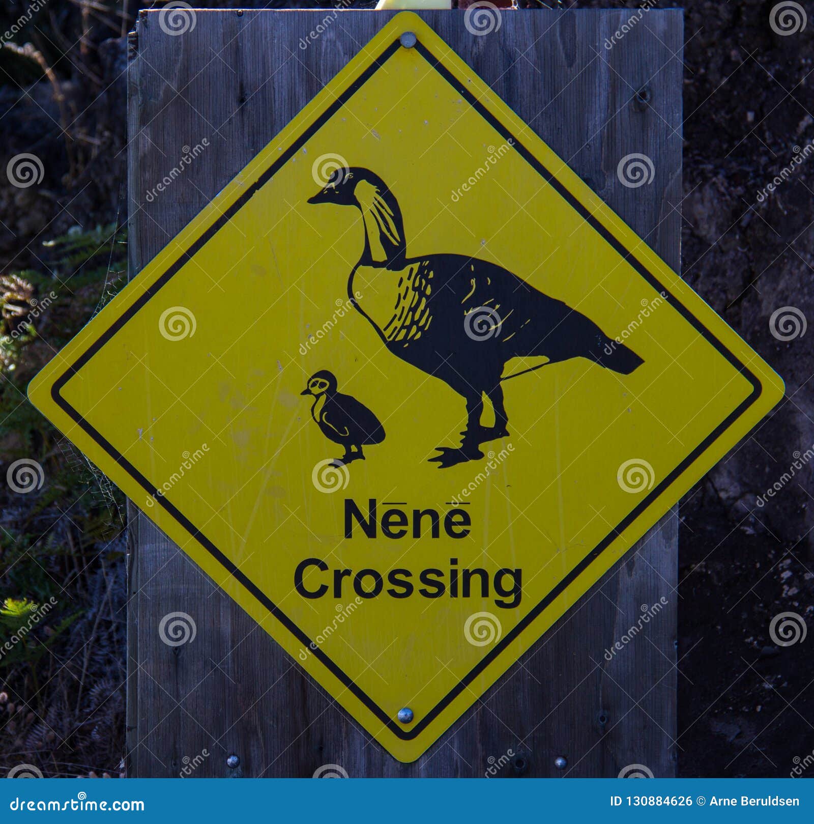 Nene Crossing Sign photo stock. Image of hawaï, avertissement - 130884626