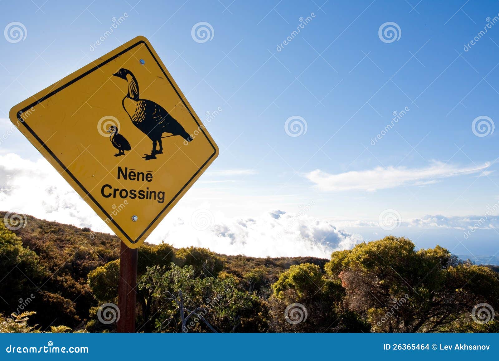 Nene Crossing sign. stock photo. Image of goose, nene - 26365464