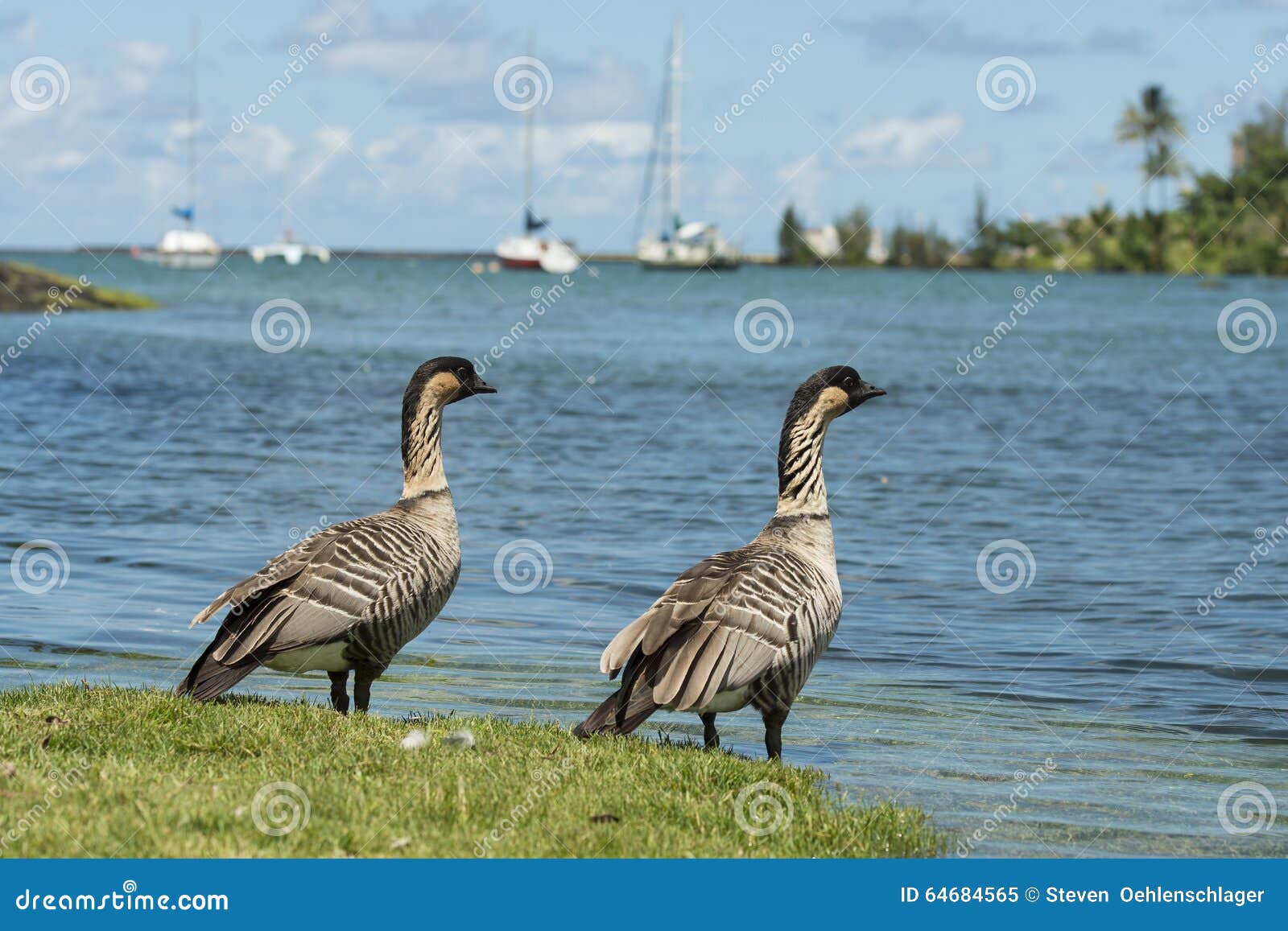 Nene Geese in Hawaii stock image. Image of hunting, waterfowl - 64684565