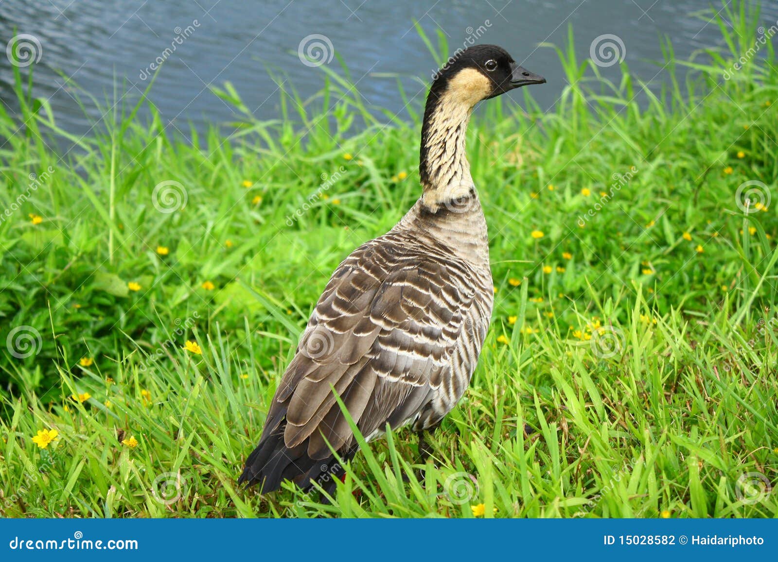 NeNe Goose stock photo. Image of sounds, female, hunts - 15028582