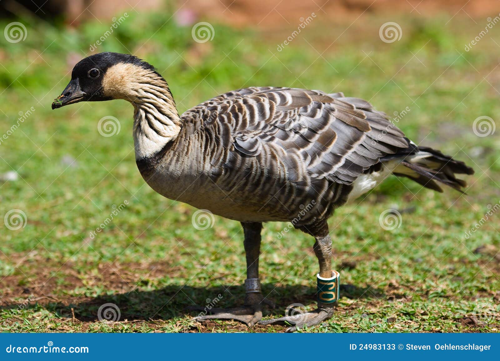 Nene Goose stock image. Image of kauai, rare, sancuary - 24983133