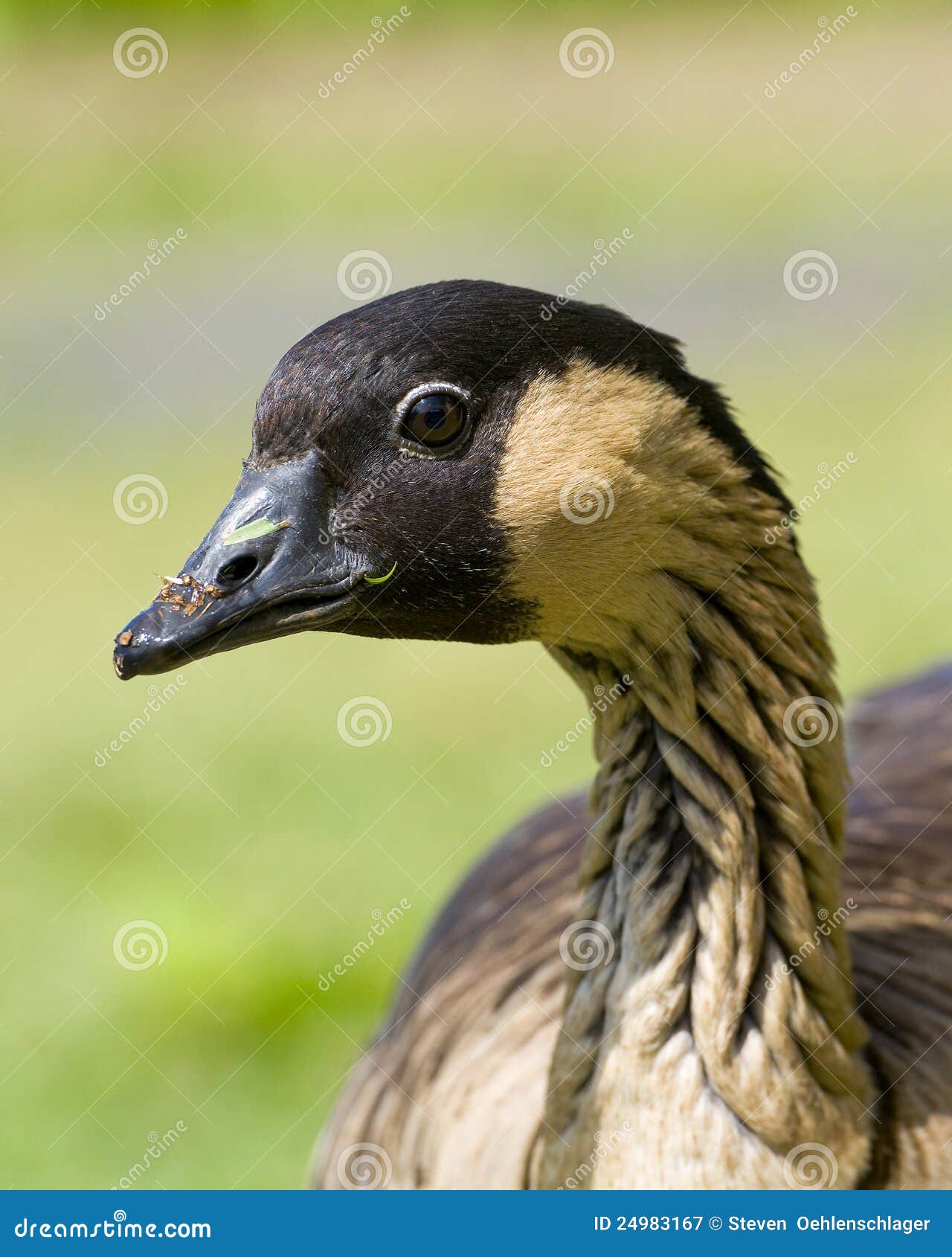 Nene Goose stock image. Image of nene, kauai, conservation - 24983167