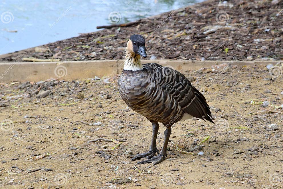 Nene Goose on the Beach 01 stock image. Image of goose - 252544369