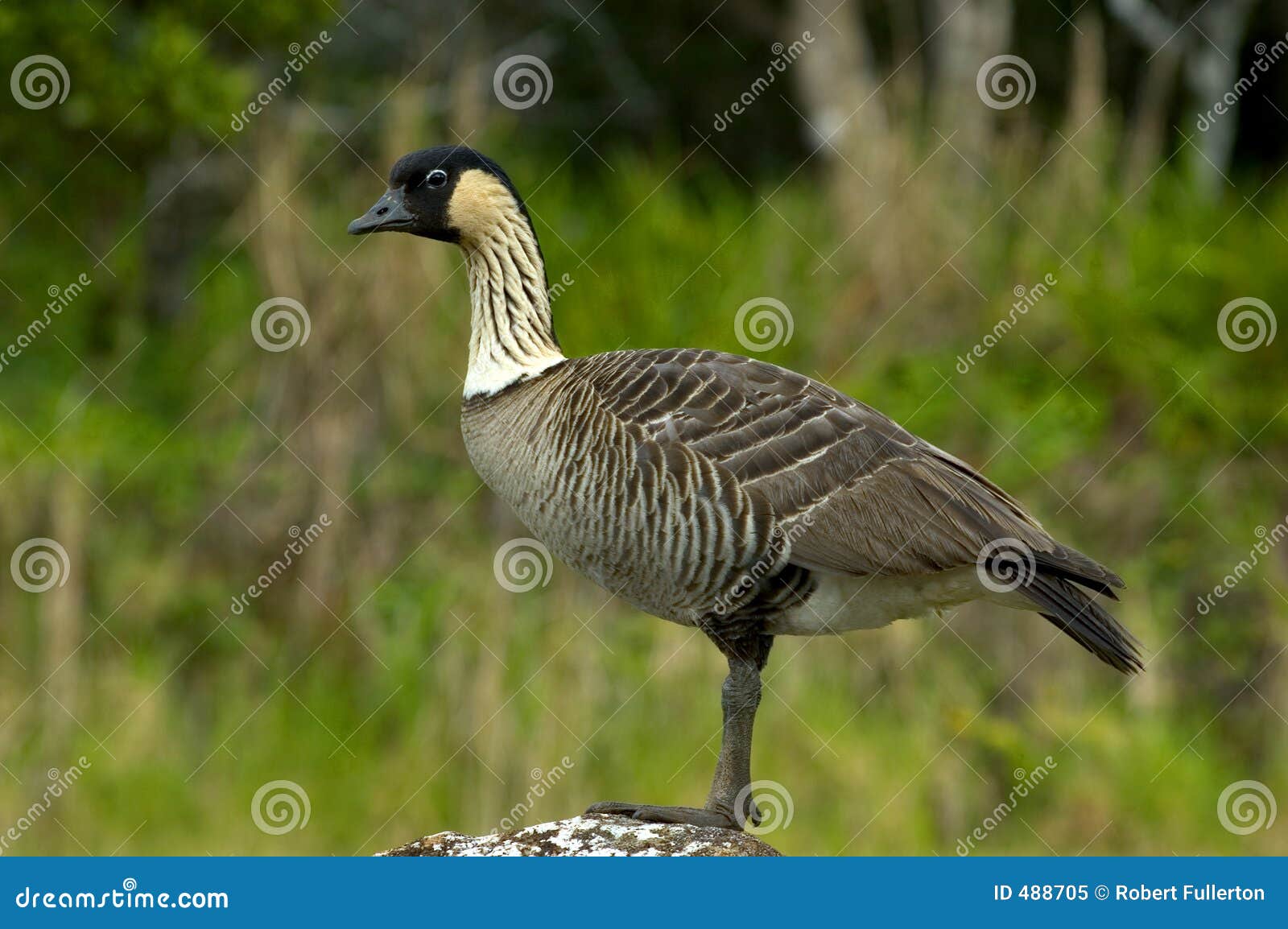 Nene goose stock image. Image of bird, kauai, feathers - 488705