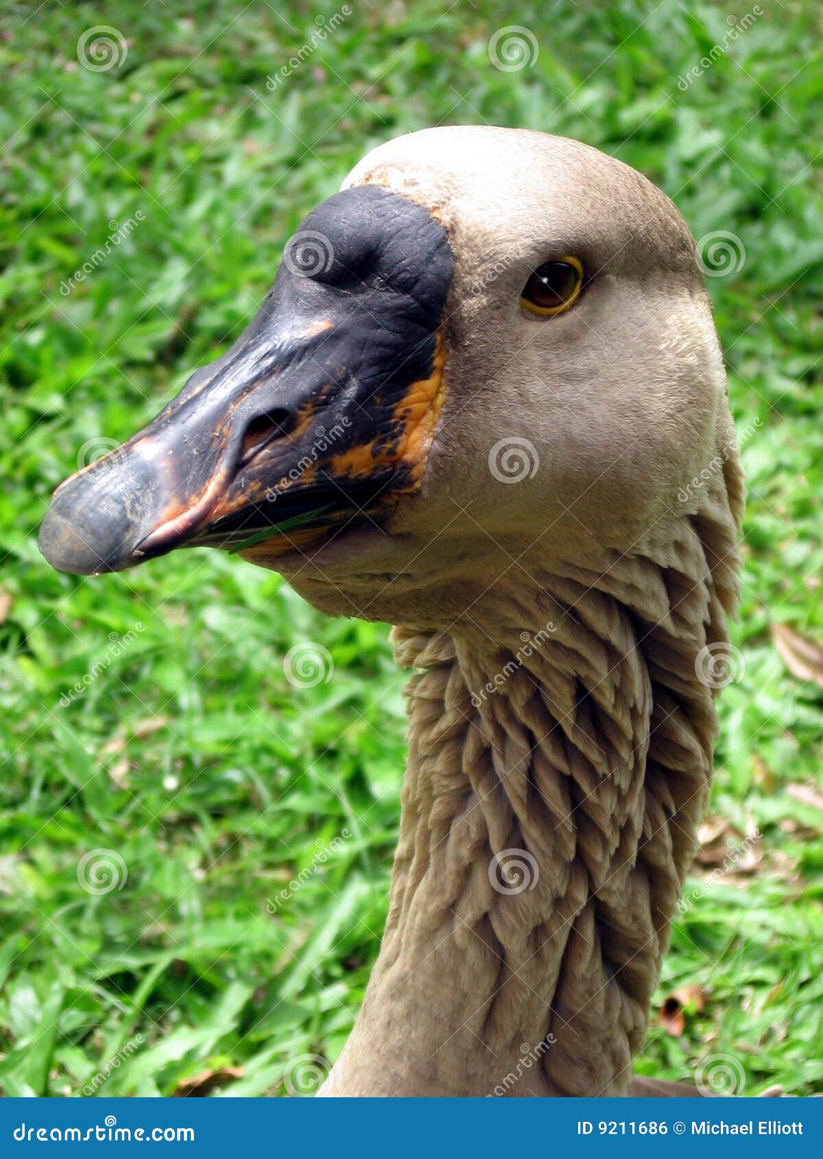 Nene Goose stock photo. Image of endangered, feathers - 9211686