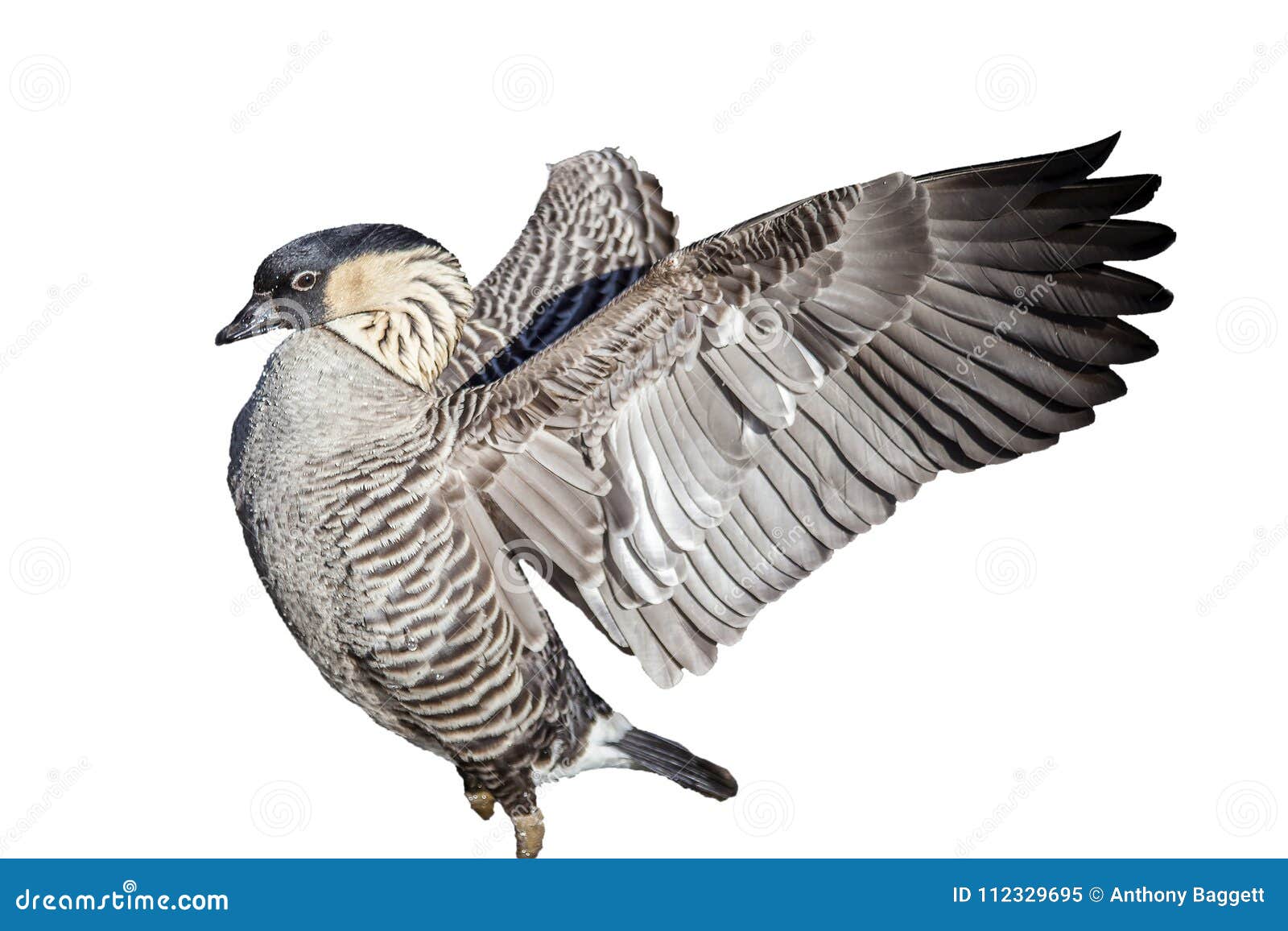 Nene Goose At Kilauea Point Nature Reserve, Kauai, Hawaii Royalty-Free ...