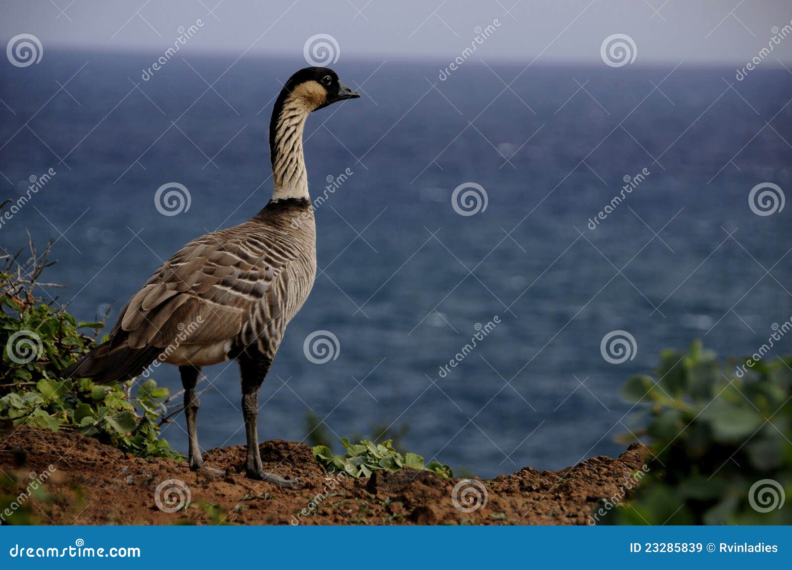 Nene Goose in Hawaii stock image. Image of tourist, hawaii - 23285839