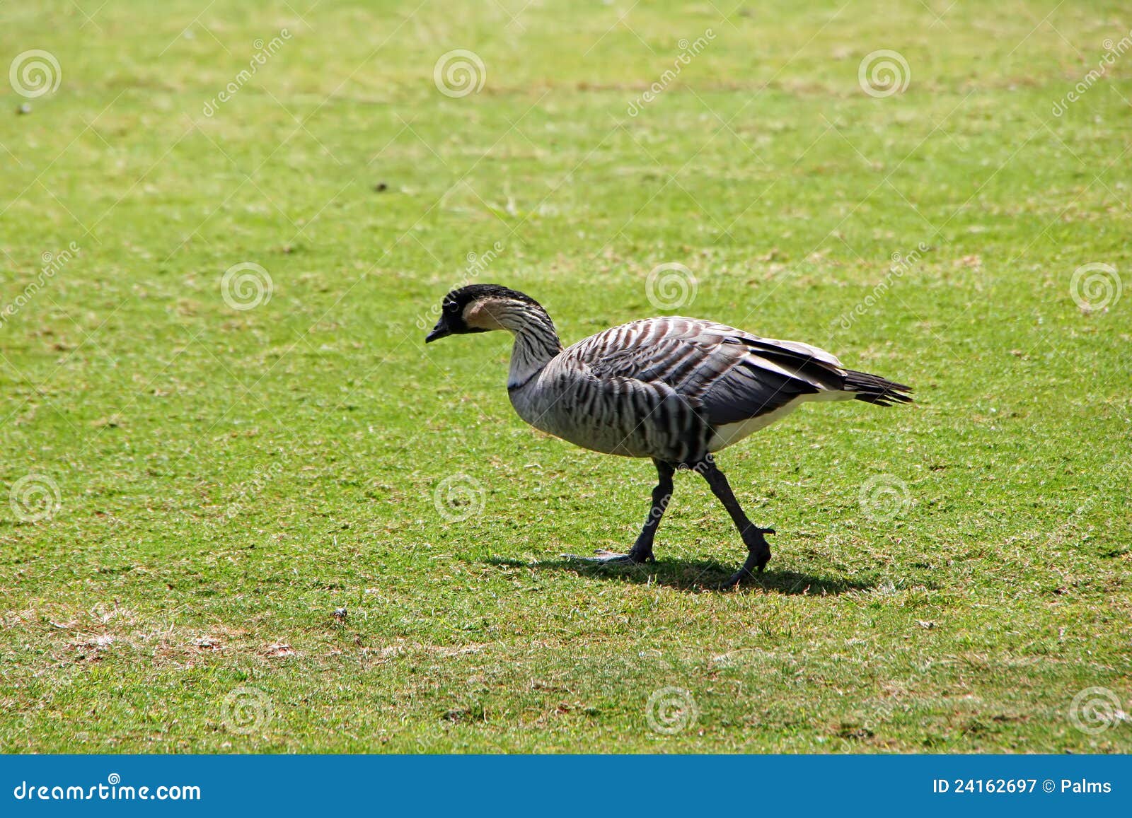 Nene or Hawaiian Goose stock image. Image of walks, walking - 24162697