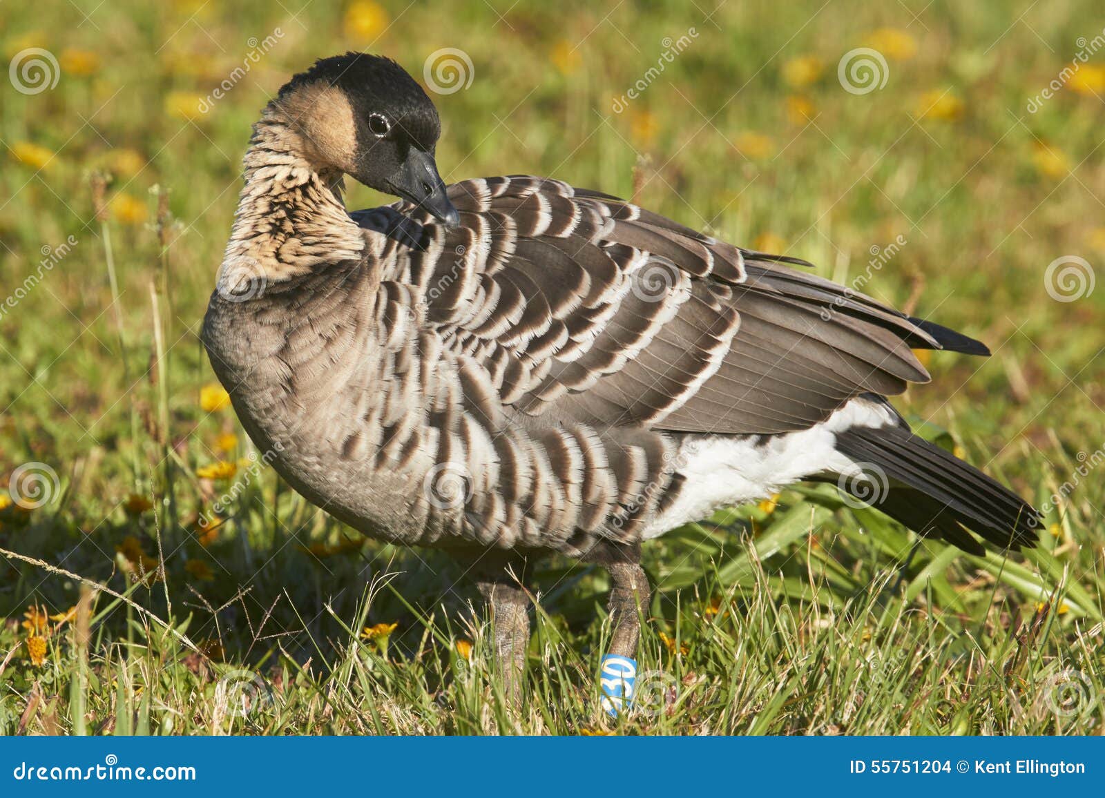 Nene (Hawaiian Goose) Looking Over Its Shoulder Stock Photo - Image of ...