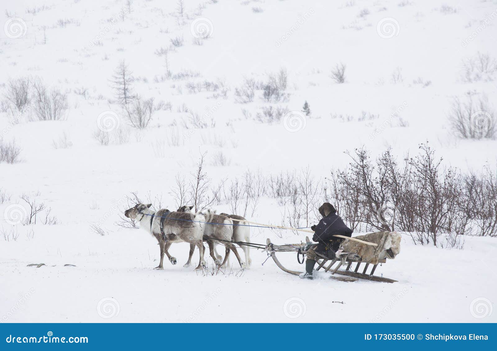 Nenets reindeer herder stock photo. Image of brown, people - 173035500