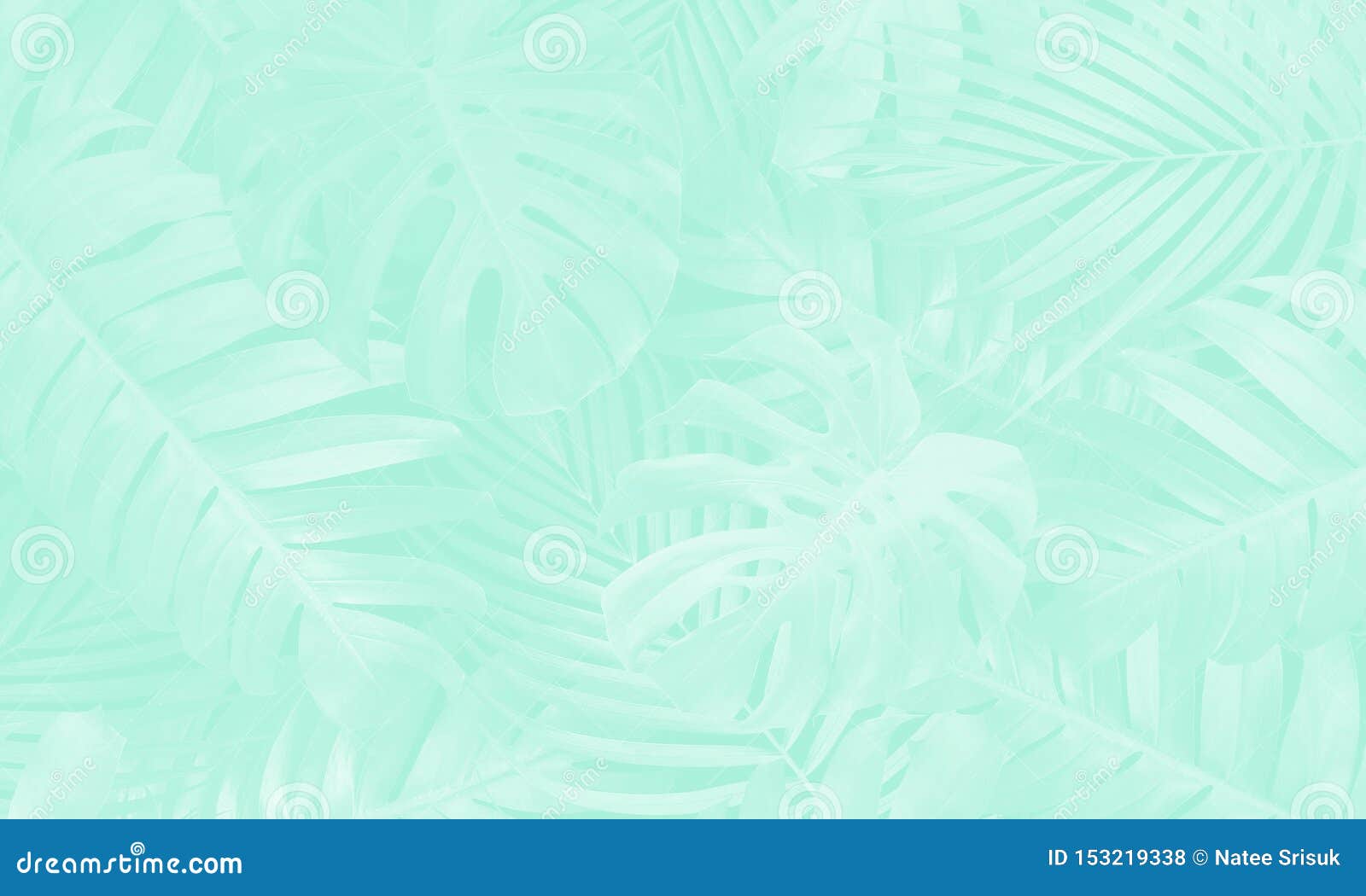 Neo Mint Color Tropical Leaves Background Stock Photo - Image of ...