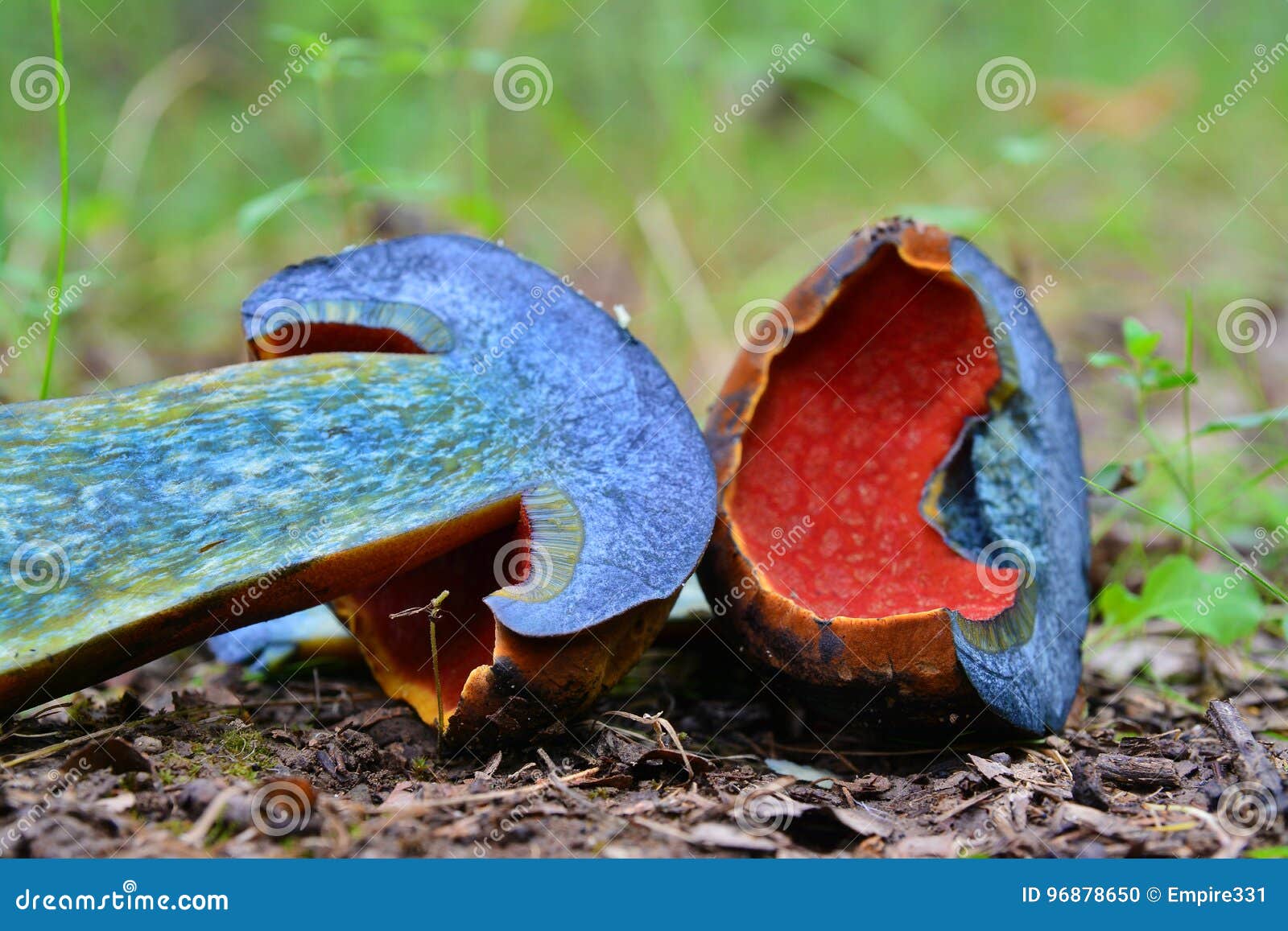 Neoboletus Luridiformis Mushroom Stock Photo - Image of porcini, fungi ...