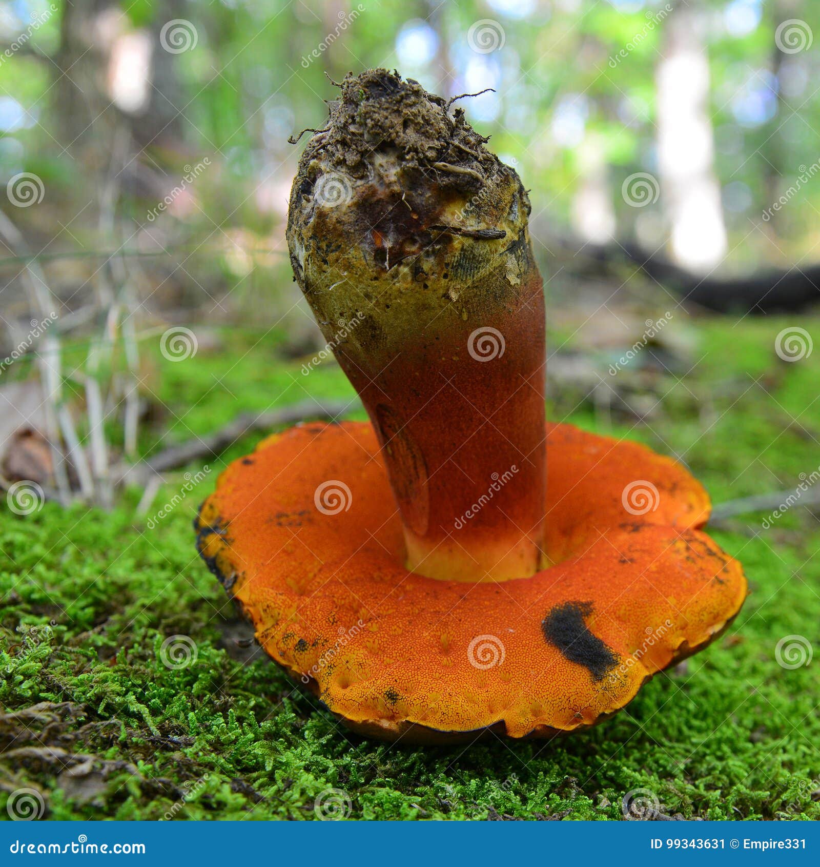 Neoboletus Luridiformis Mushroom Stock Image - Image of mushroom ...