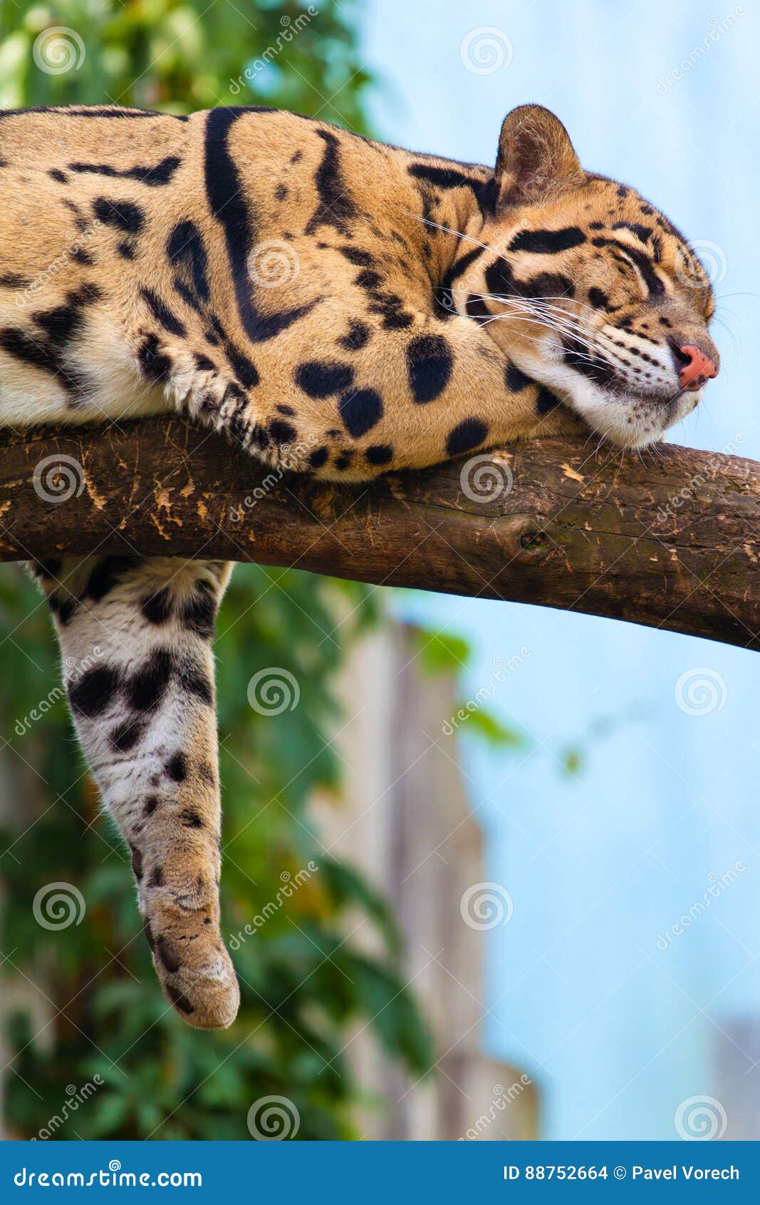 Neofelis nebulosa, Nepalis stock photo. Image of nepal - 88752664