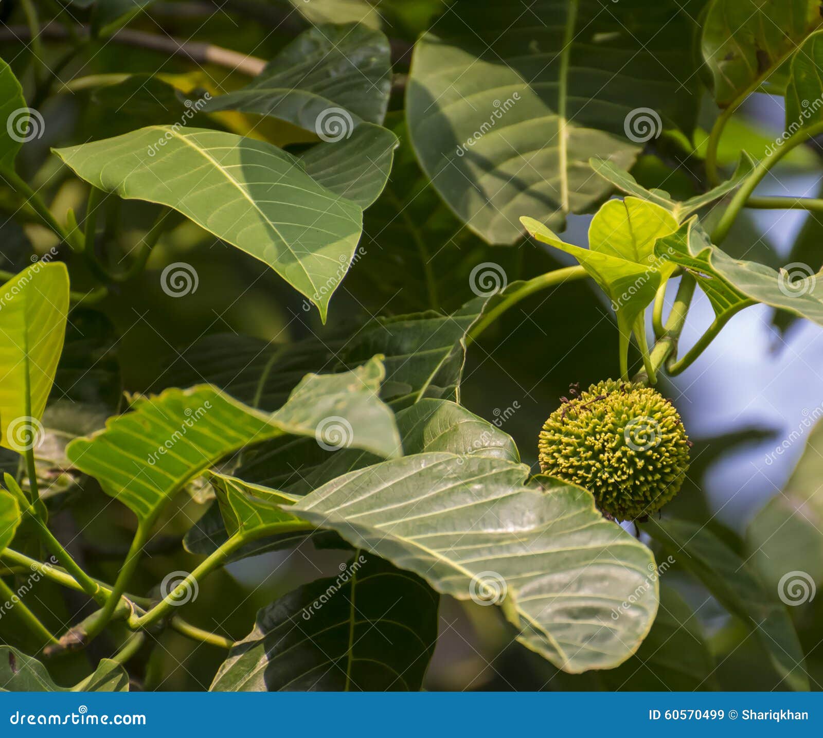 Neolamarckia Cadamba Tree and Flower Stock Image - Image of central ...