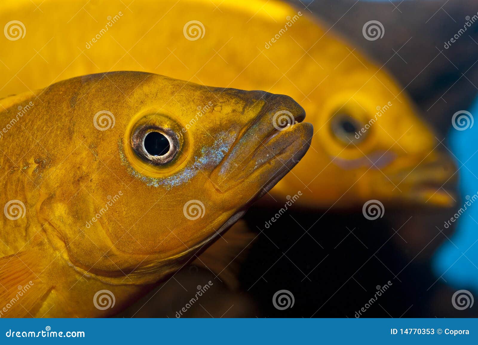 Neolamprologus leleupi stock image. Image of orange, neolamprodlogus ...