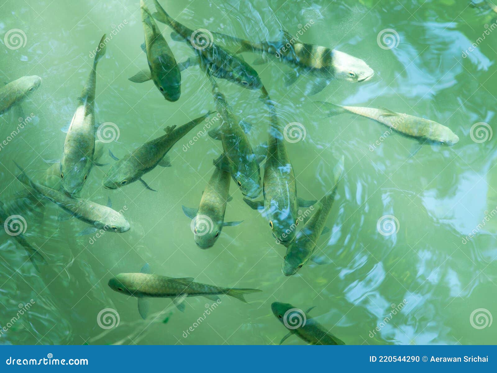 Neolissochilus stracheyi. stock photo. Image of level - 220544290