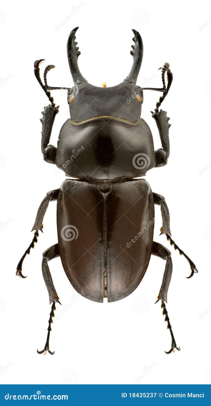 Neolucanus delicatus stock image. Image of invertebrate - 18435237