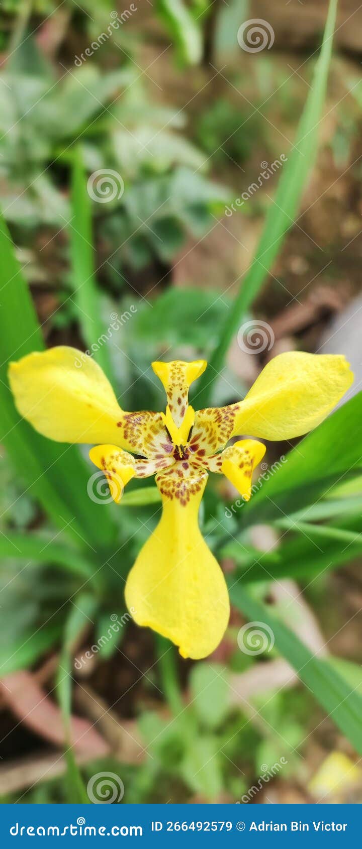 Neomarica longifolia stock image. Image of orchid, tulip - 266492579