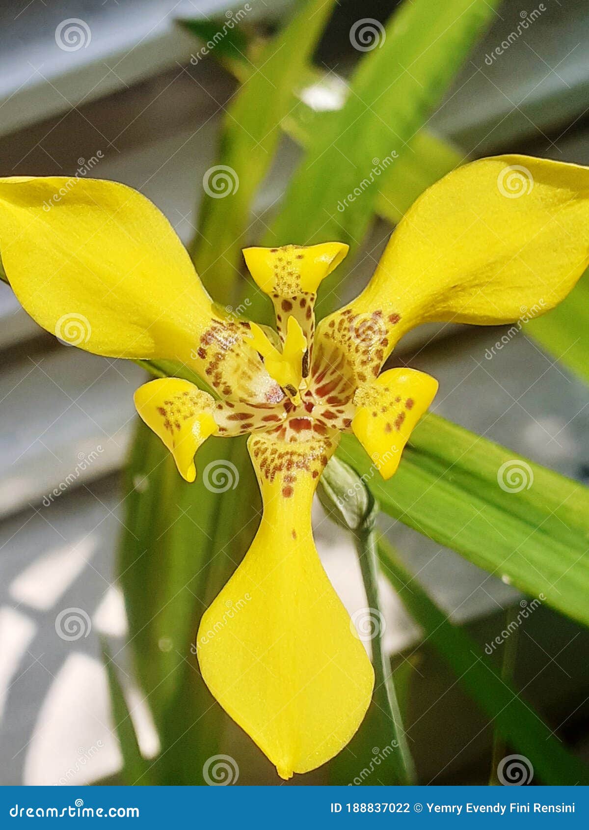 Neomarica Longifolia, Yellow Walking Iris Stock Photo - Image of ...