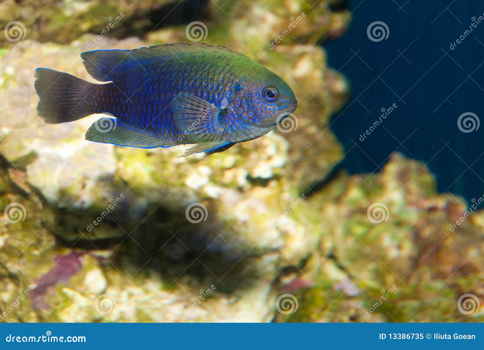 Neon, Allens Damselfish (Pomacentrus Alleni) Stockbild - Bild von ...