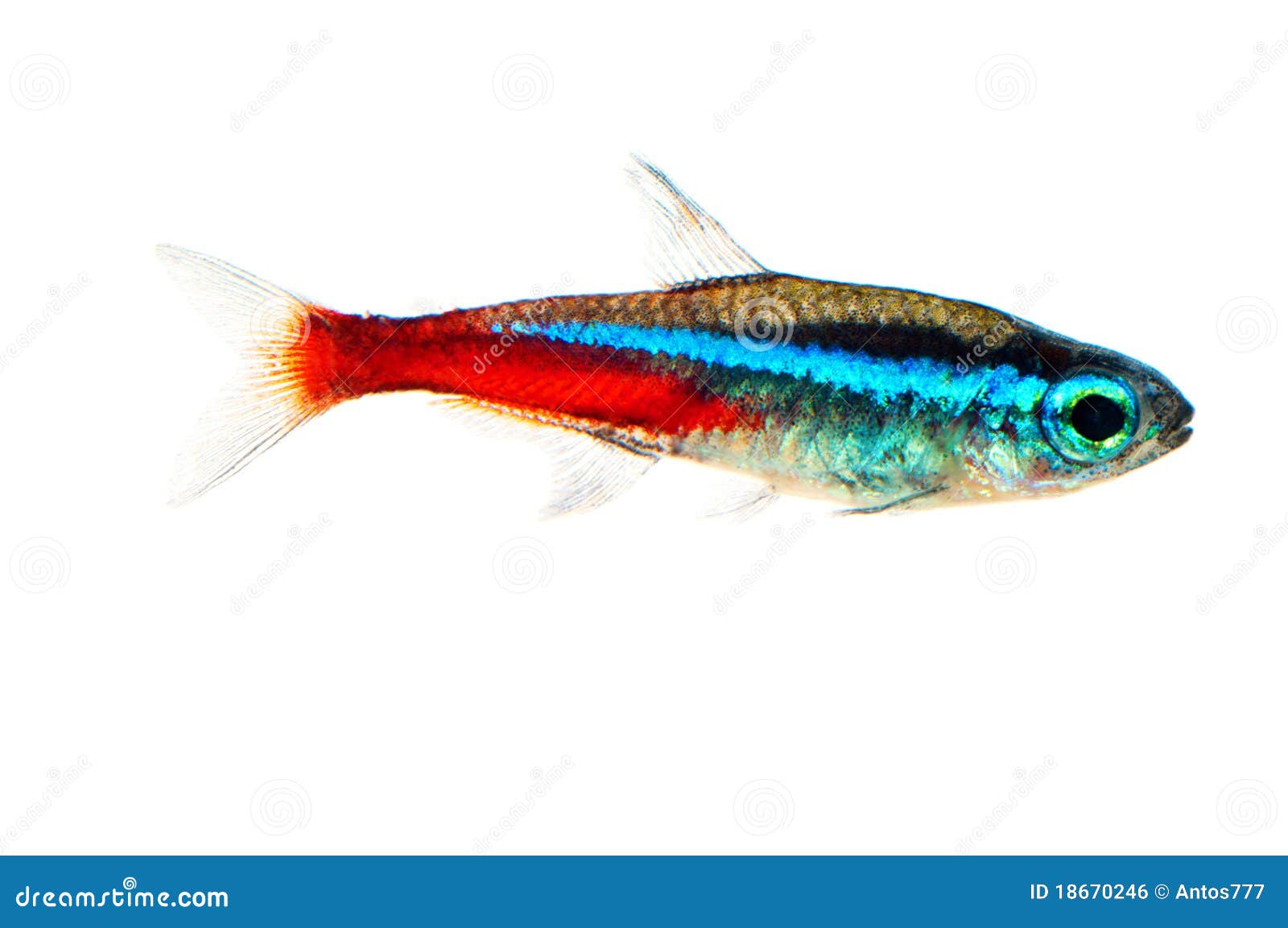 Neon Aquarium Fish - Paracheirodon Innesi) Stock Photo - Image of fish ...