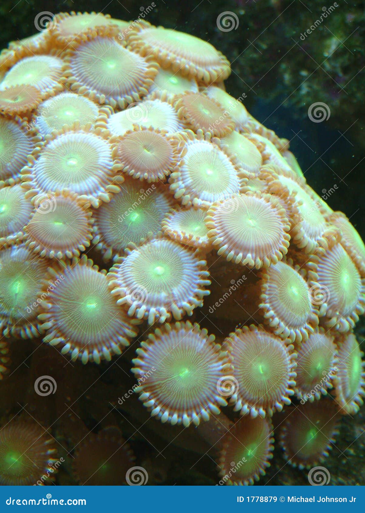 Neon Button Polyps Stock Photos - Free & Royalty-Free Stock Photos from ...