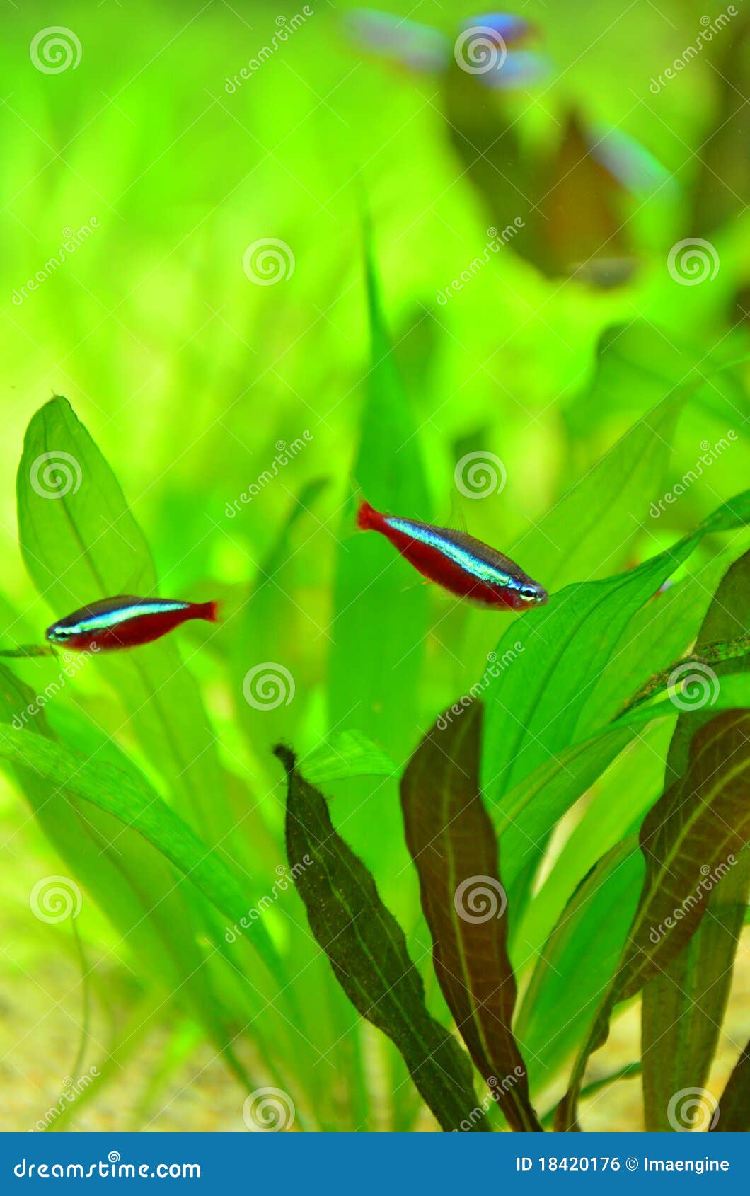 Neon Cardinal - Red Tetra Fish Stock Photo - Image of majestic, colored ...