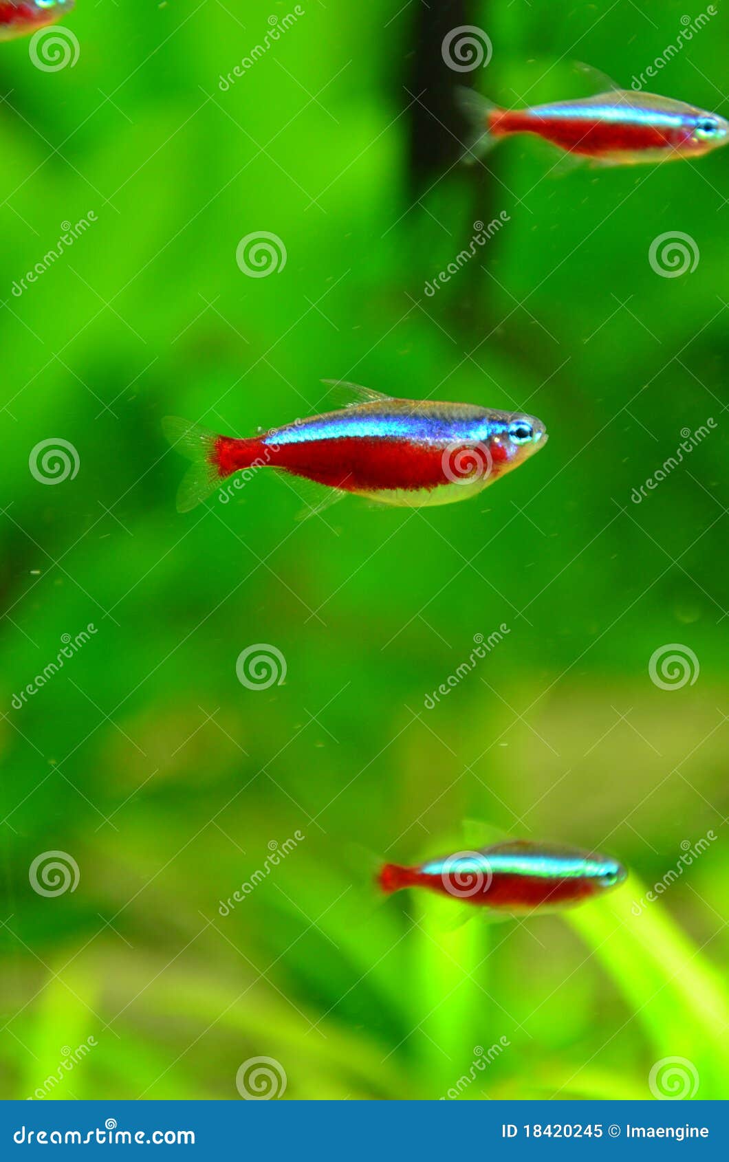 Neon Cardinal - Red Tetra Fish Stock Image - Image of fins, jewel: 18420245