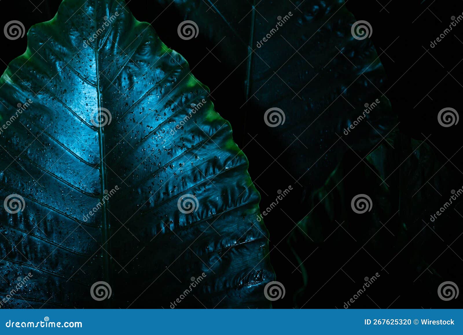 Palm Leaves Under Neon Lighting, Tropical Leaves Backgroud Stock Photo ... Palm Leaves Under Neon Lighting, Tropical Leaves Backgroud Stock Photo ...