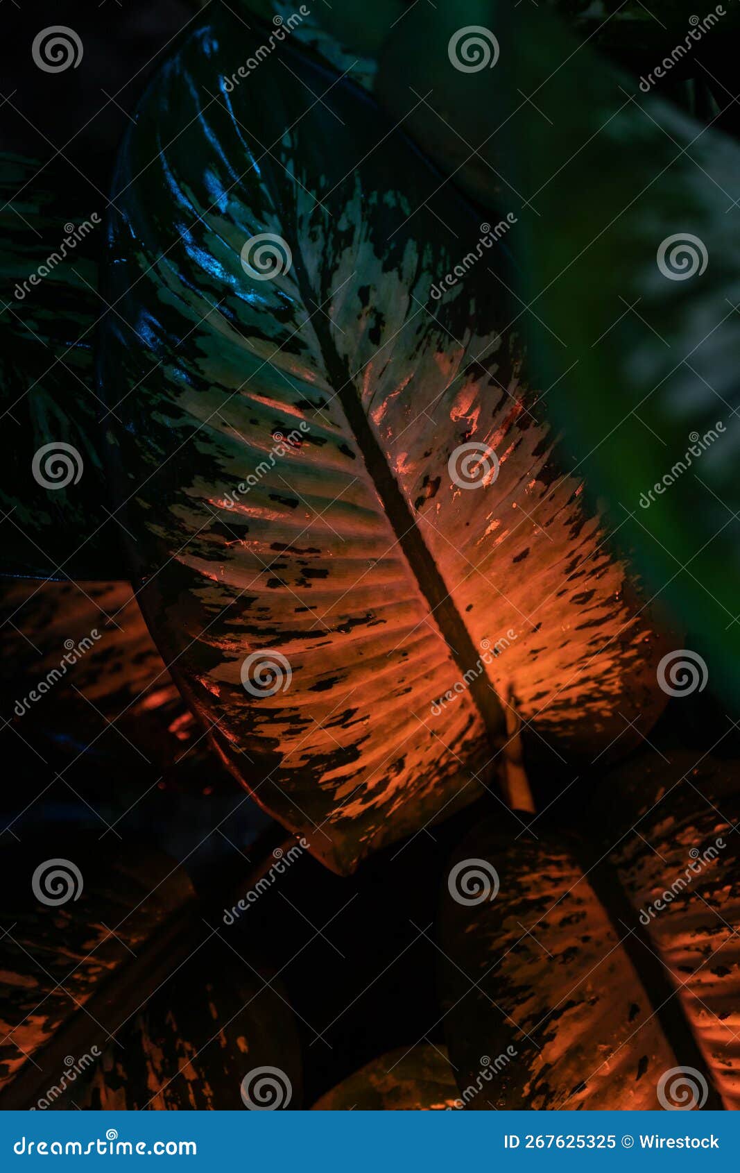 Palm Leaves Under Neon Lighting, Tropical Leaves Backgroud Stock Image ... Palm Leaves Under Neon Lighting, Tropical Leaves Backgroud Stock Image ...