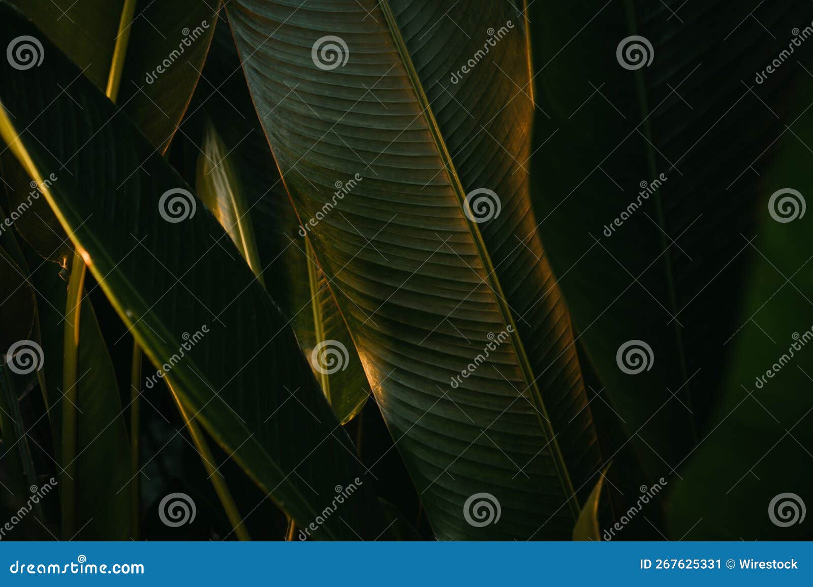 Palm Leaves Under Neon Lighting, Tropical Leaves Backgroud Stock Image ... Palm Leaves Under Neon Lighting, Tropical Leaves Backgroud Stock Image ...