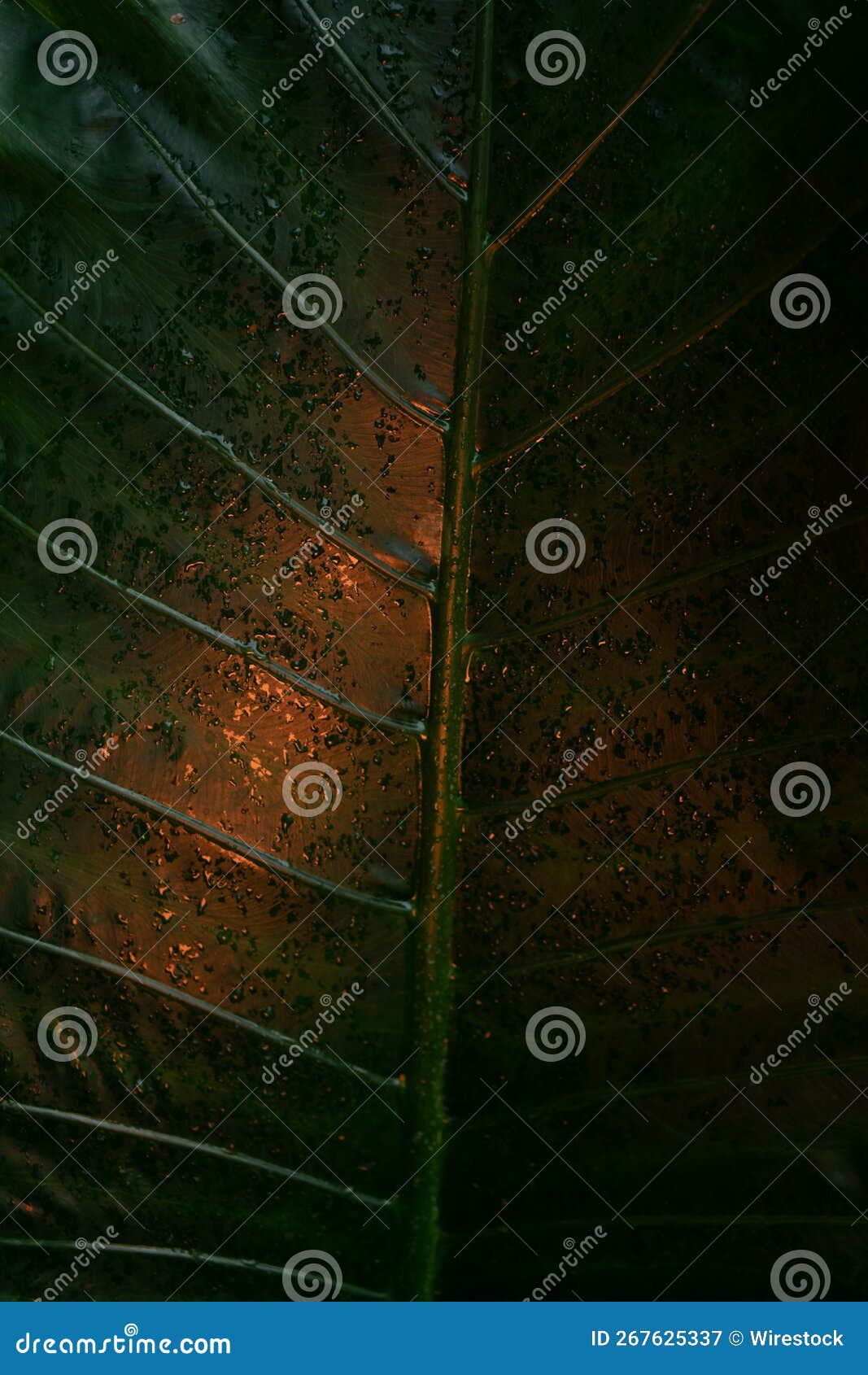 Wet Palm Leaves Under Neon Lighting, Tropical Leaves Backgroud Stock ... Wet Palm Leaves Under Neon Lighting, Tropical Leaves Backgroud Stock ...