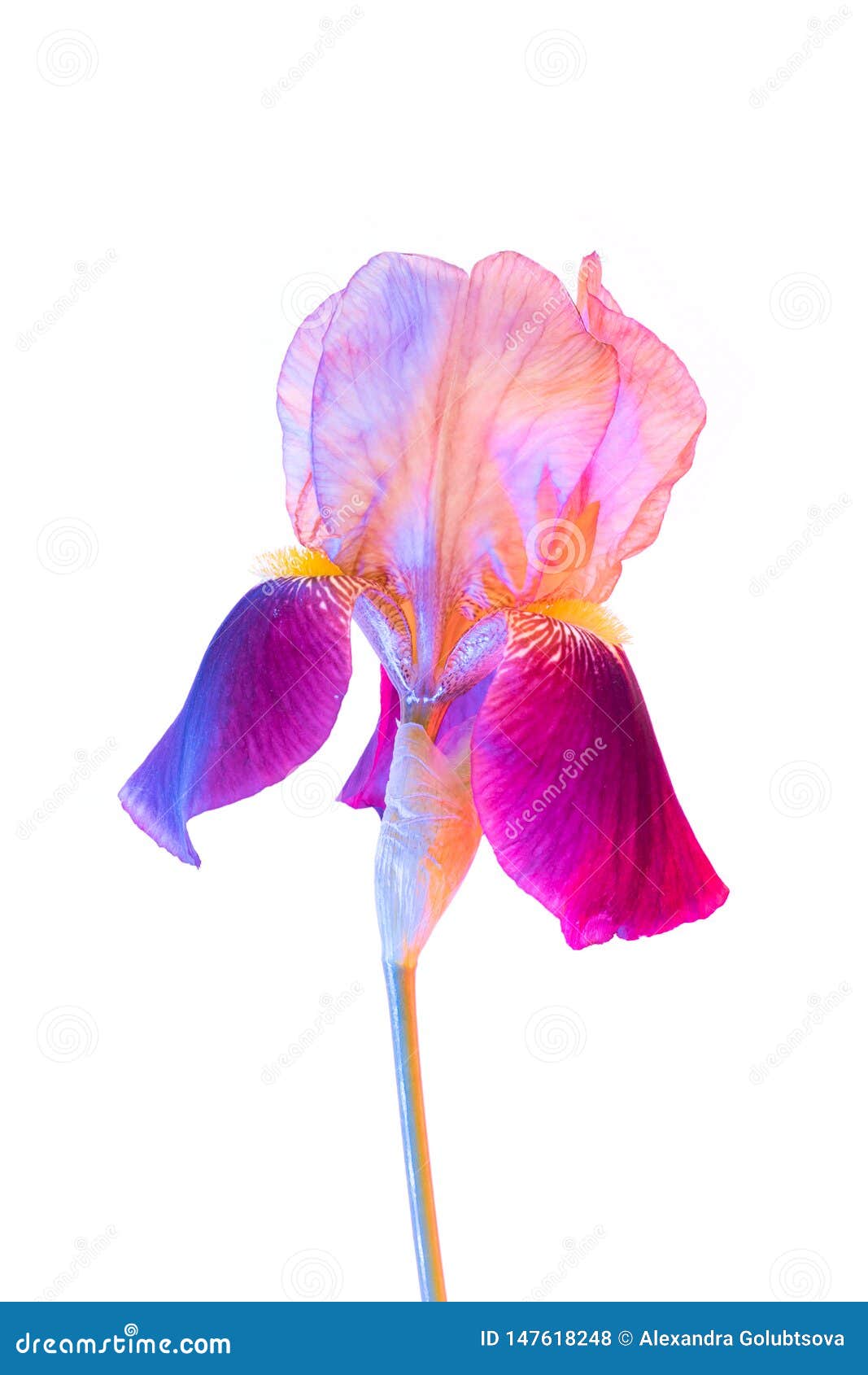 Neon colored flower. stock photo. Image of background - 147618248