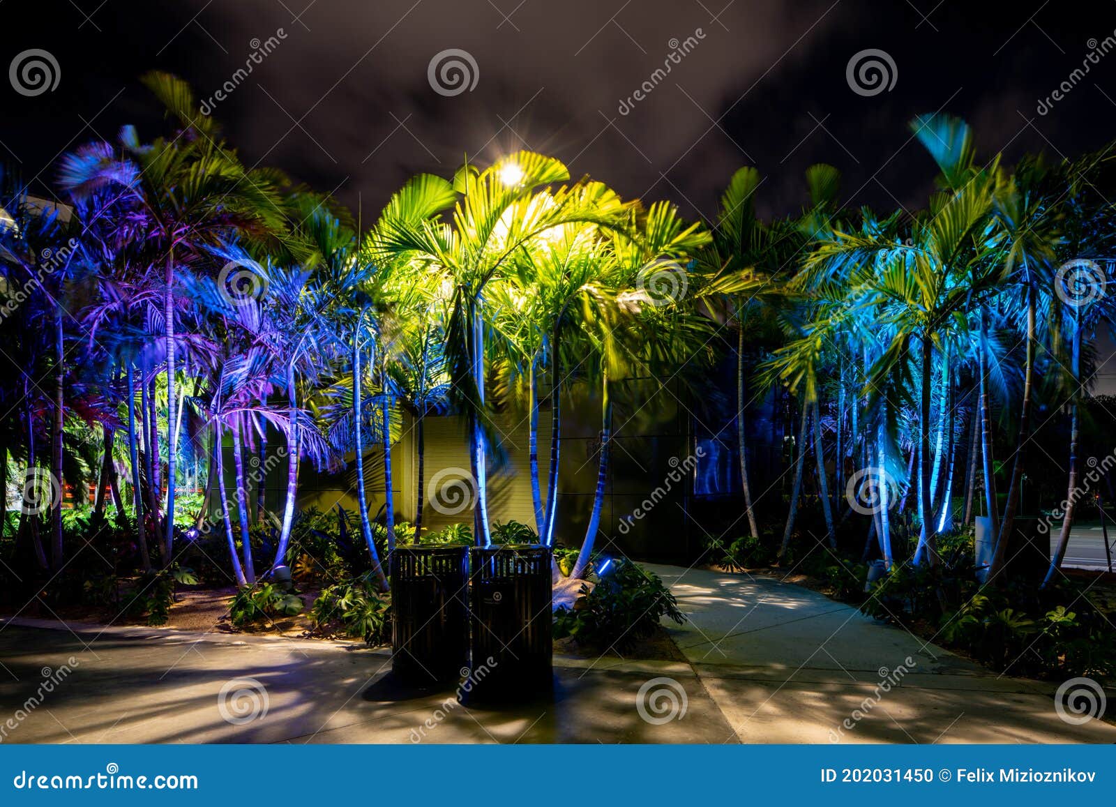 Neon Colored Palm Trees Miami Beach Park Scene Stock Photo - Image of ...
