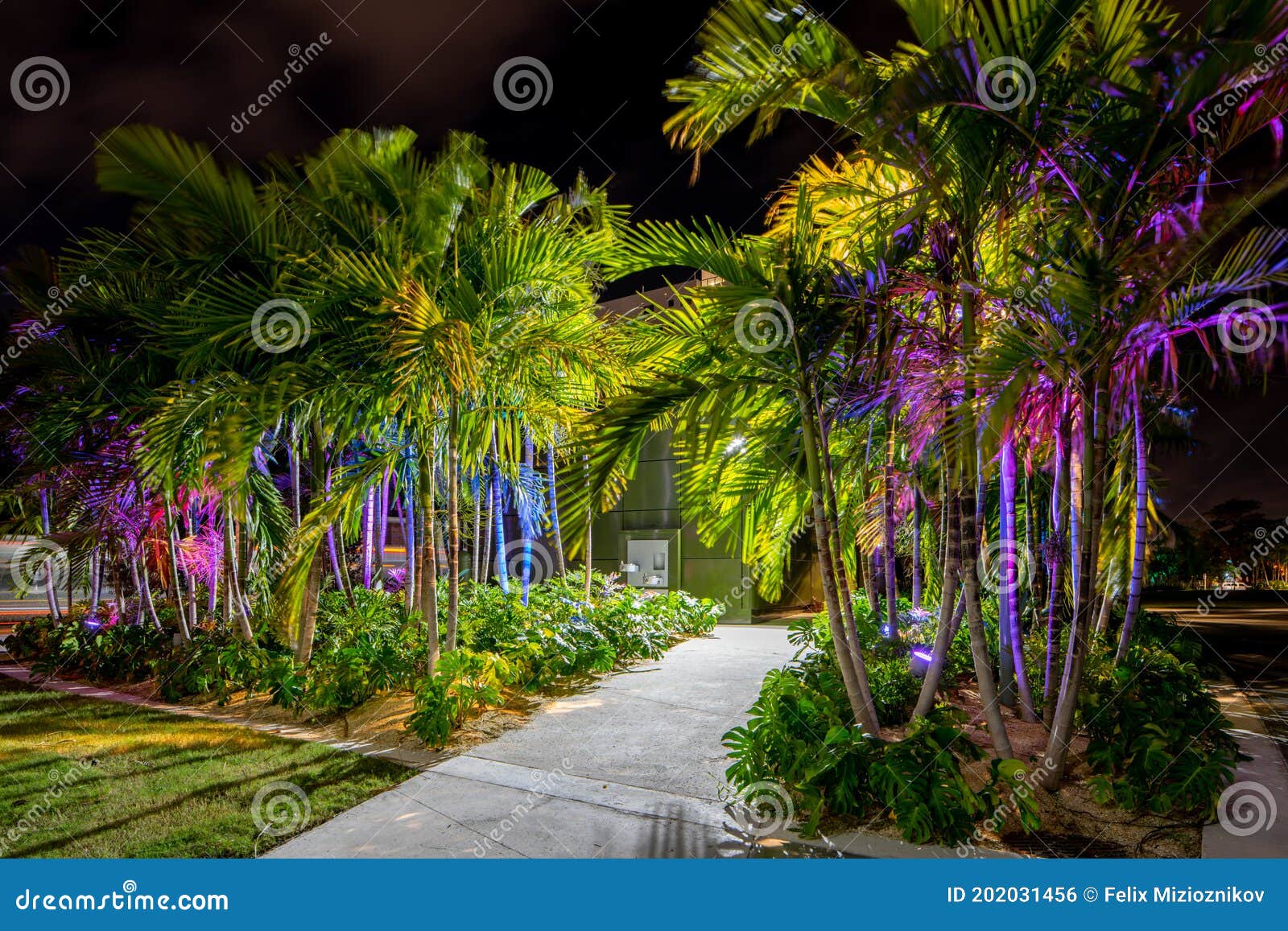 Neon Colored Palm Trees Miami Beach Park Scene Stock Photo - Image of ...