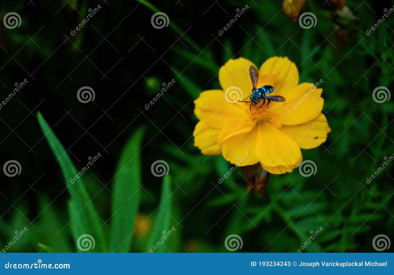 Neon Cuckoo Bee Aka Thyreus Nitidulus on a Yellow Cosmos Flower Stock ...
