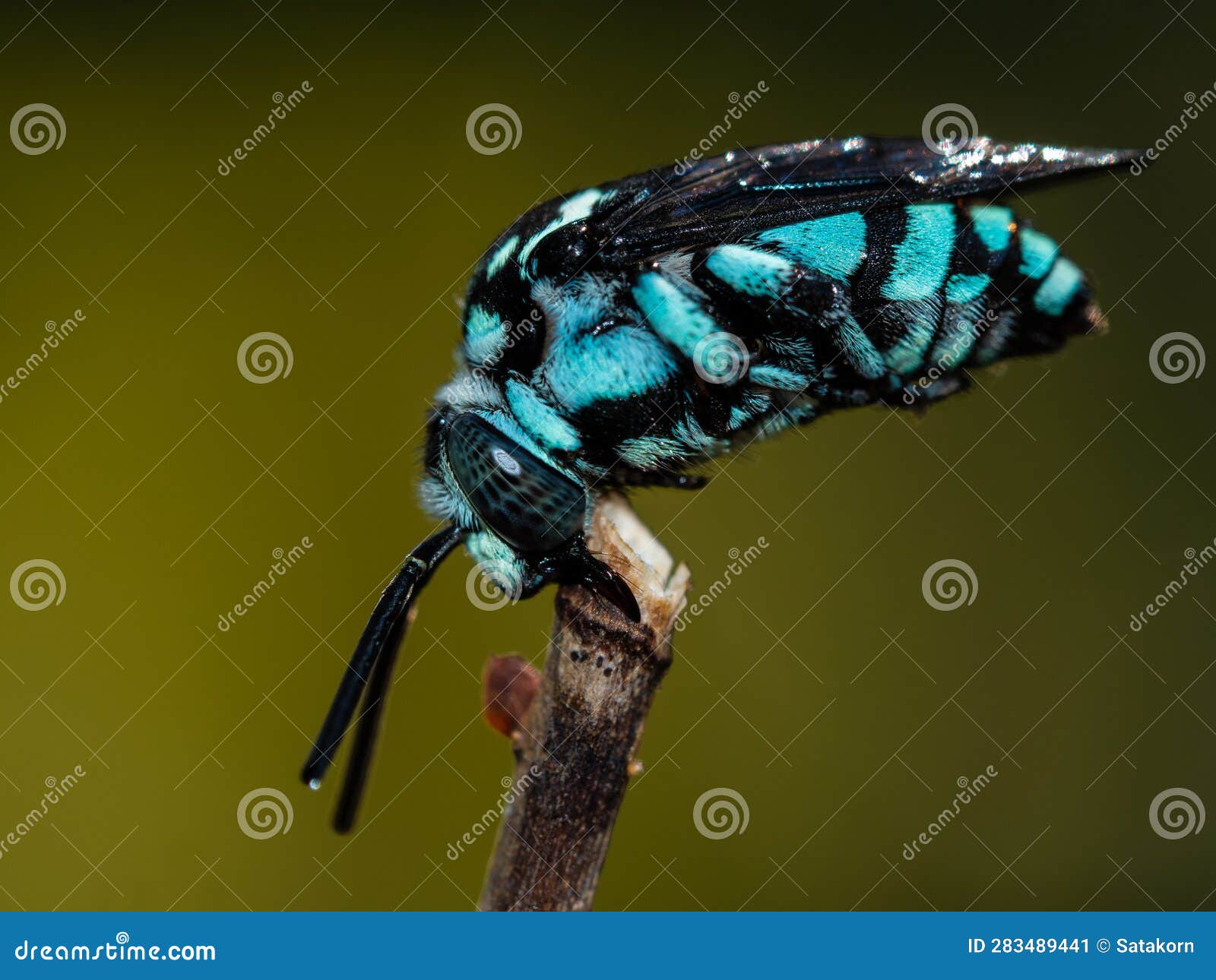 A Neon Cuckoo Bee Sleeping on a Dry Rose Stalk Stock Image - Image of ...