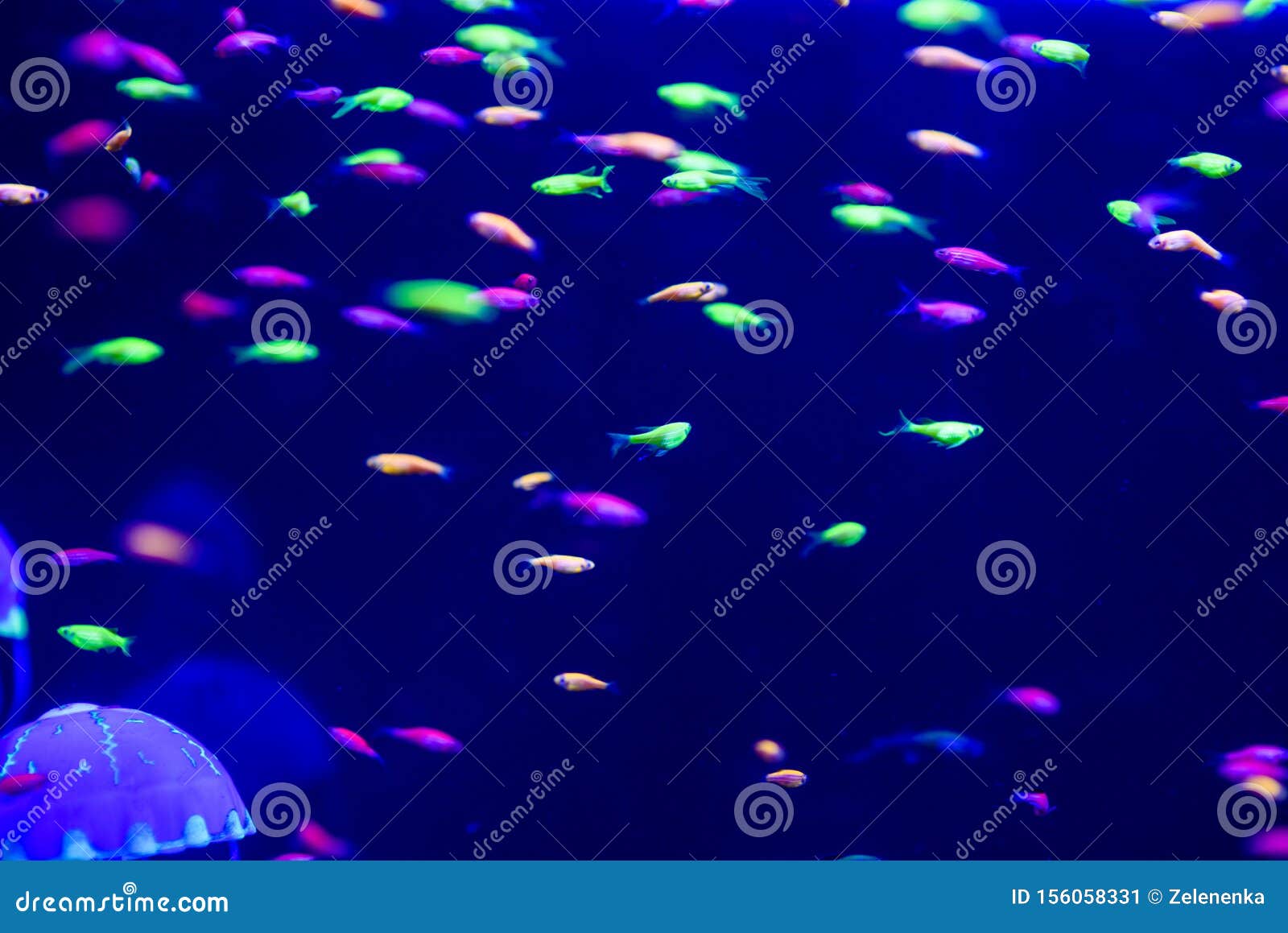 Neon fish stock image. Image of fish, light, aquatic - 156058331